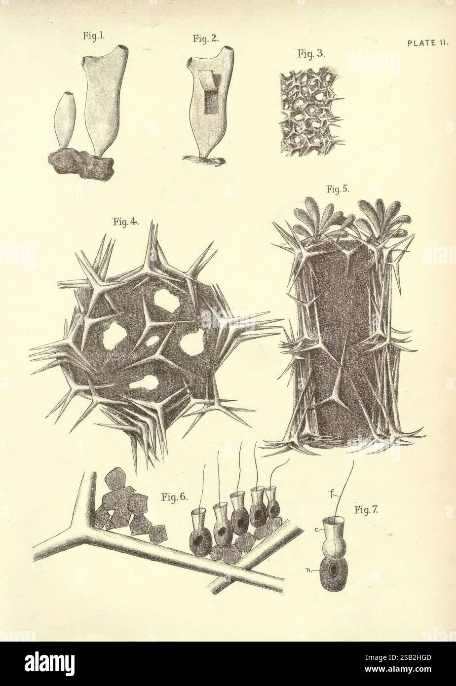 Illustrations of zoology: invertebrates, vertebrates Edinburgh Y.J ...