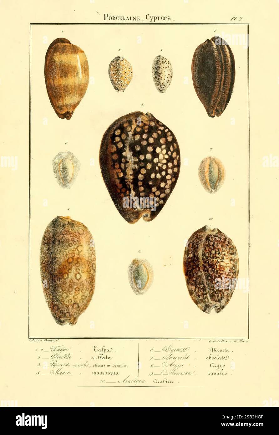 Illustrated collection of various types of sea shells hi-res stock ...