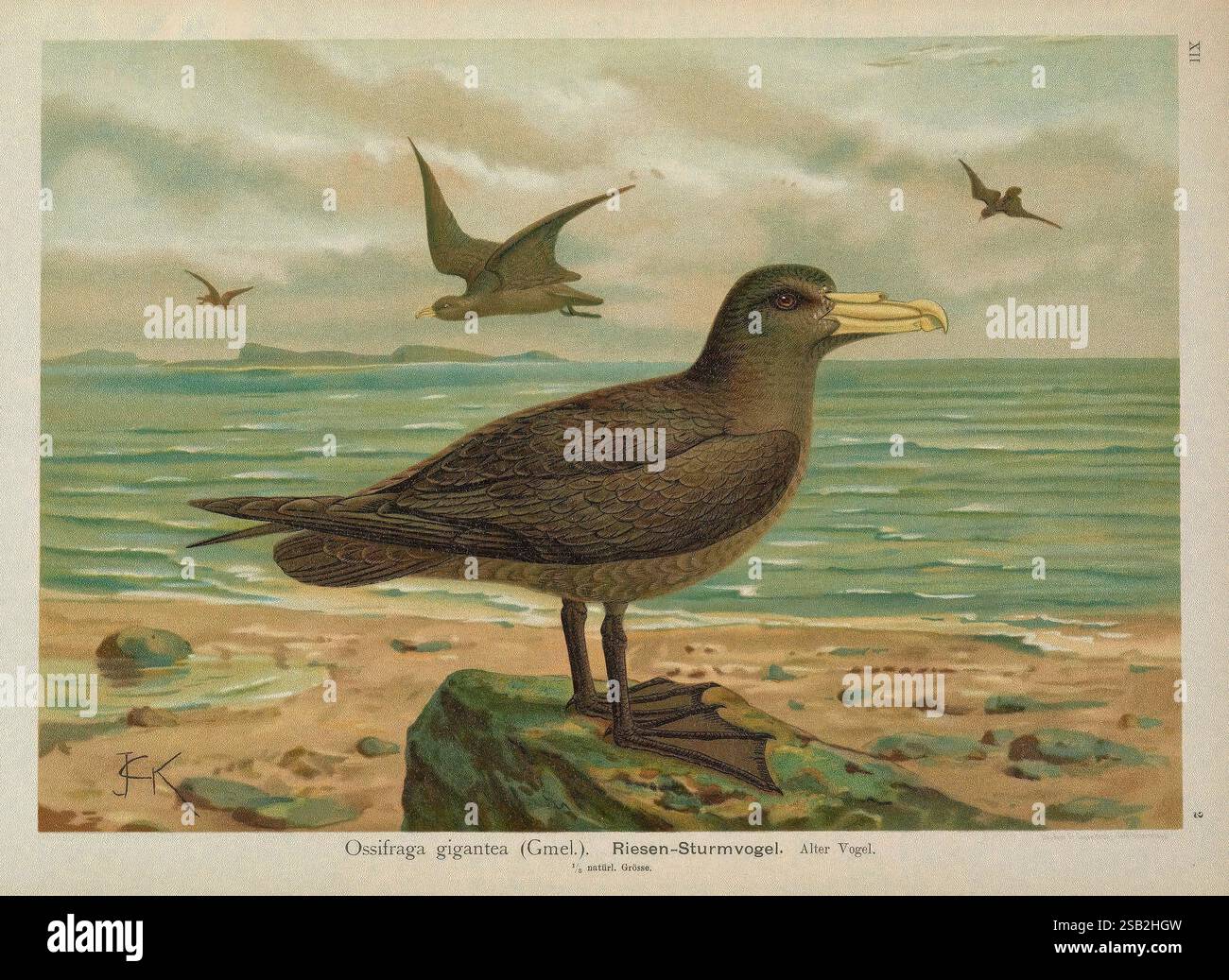 Naumann, Naturgeschichte der Vögel Mitteleuropas, v.12, Gera-Untermhaus ...