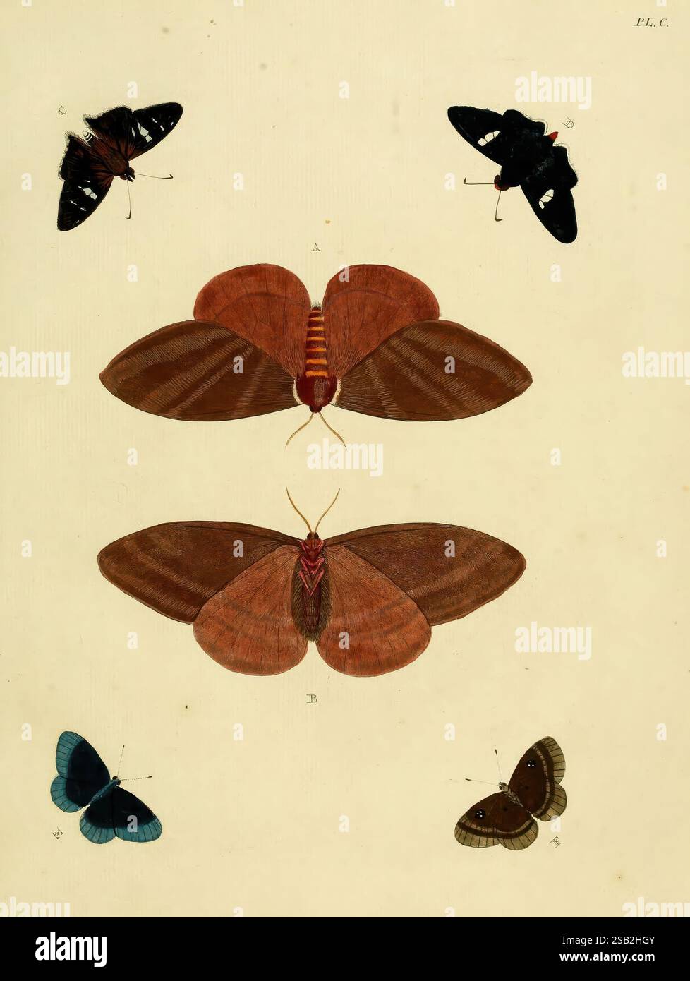 Striking dark wings exhibit distinct markings hi-res stock photography ...