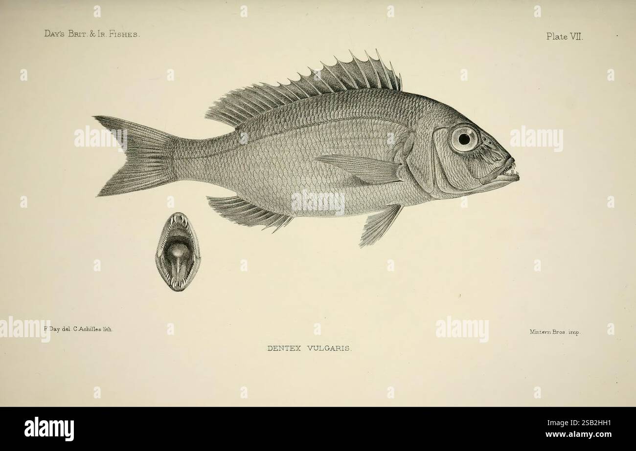The fishes of Great Britain and Ireland Edinburgh Williams and Norgate ...