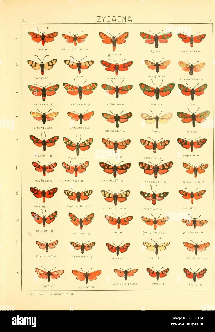 Die Gross-Schmetterlinge der Erde, Stuttgart, Alfred Kernen, 1909 ...