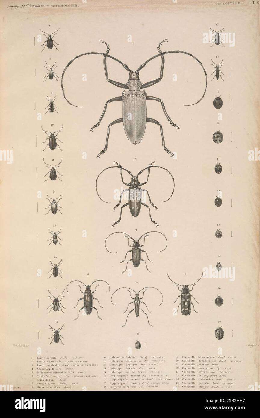 Faune entomologique de l'Océan pacifique, Paris, J. Tastu, 1832-35 ...