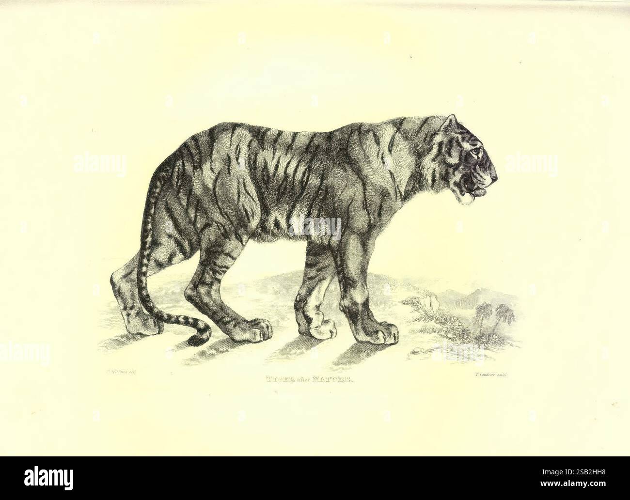 Engravings of lions, tigers, panthers, leopards, dogs, &c. 1853. animal ...