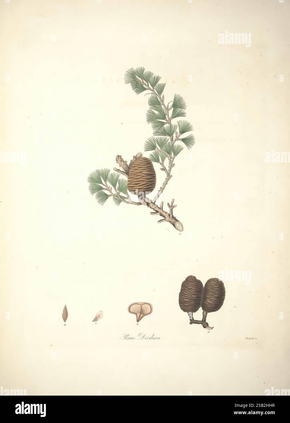 A description of the genus Pinus, London, J. White, 1803-1824, Pinaceae ...