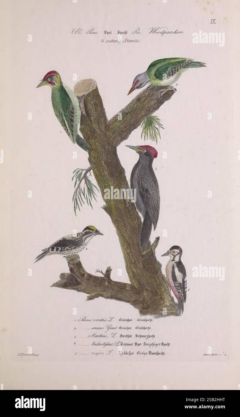 Prominent green woodpecker hi-res stock photography and images - Alamy