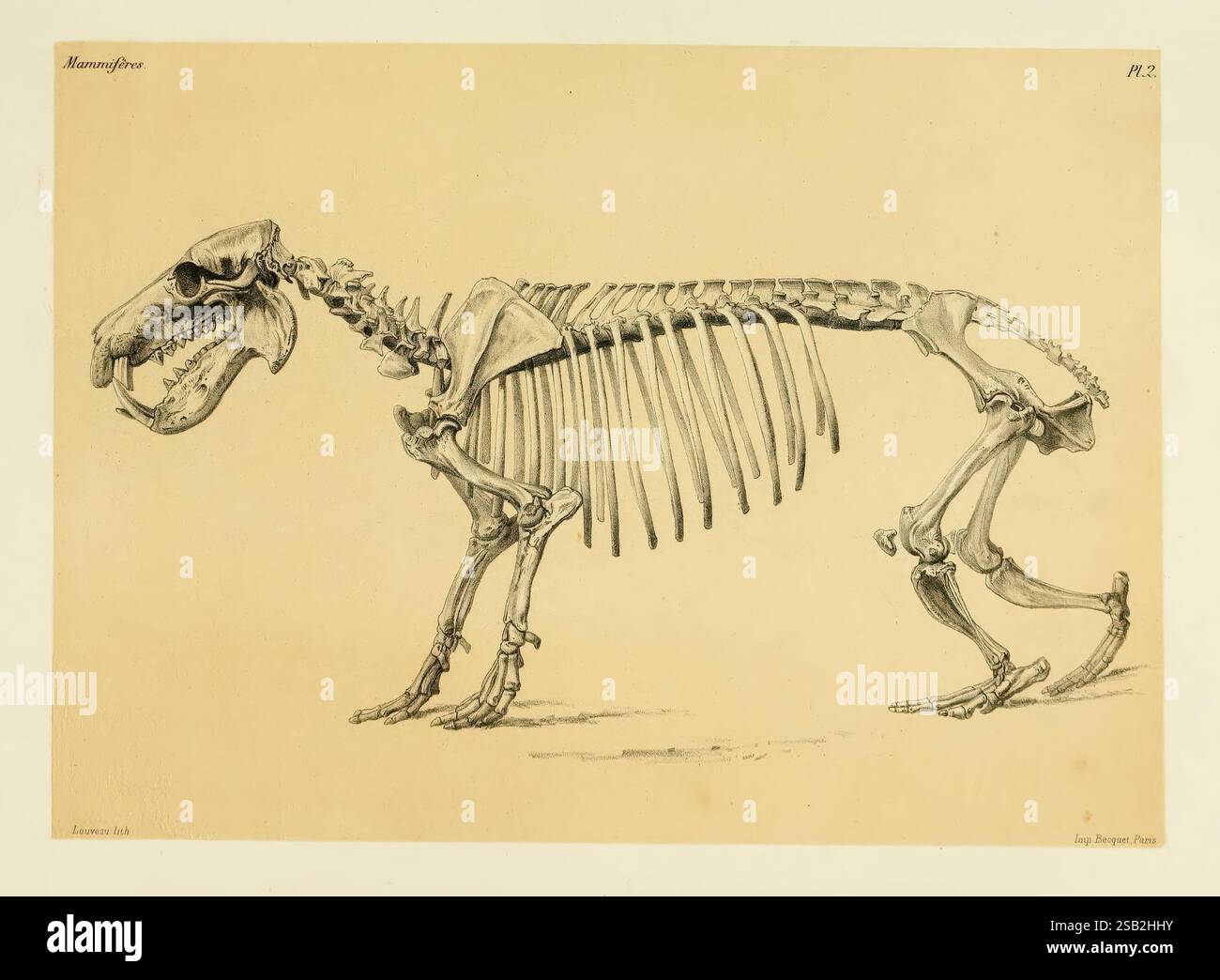 Understanding mammalian physiology hi-res stock photography and images ...