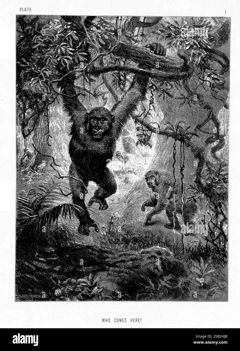 Jungle canopy swings hi-res stock photography and images - Alamy