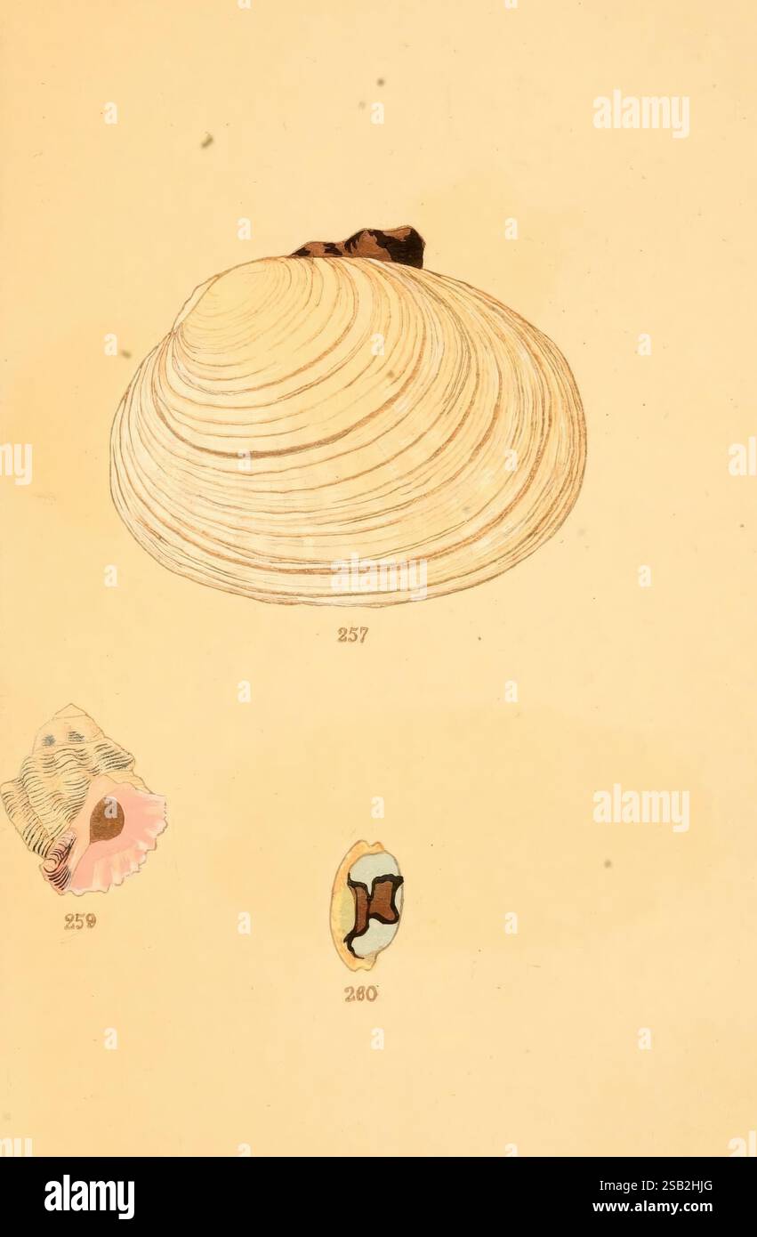 Kaisenshu Kyoto Yamada Naozoburo 1914-1915 Japan mollusks pictorial ...