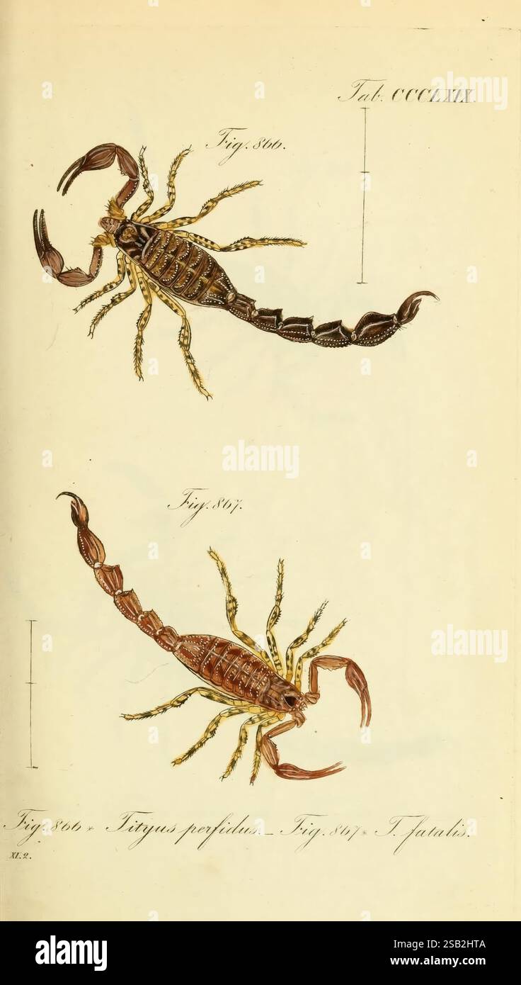 Die Arachniden, Nürnberg, In der C. H. Zeh'schen Buchhandlung, 1831 ...