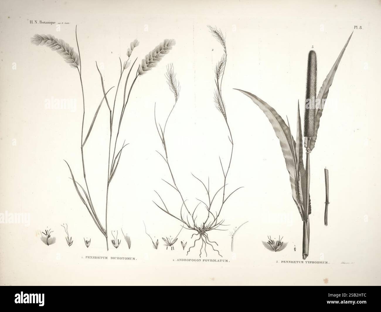 Tufted grass structure hi-res stock photography and images - Alamy