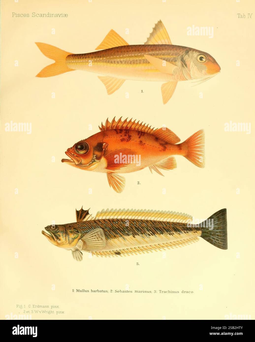 A history of Scandinavian fishes Stockholm P.A. Norstedt & söner 1892 ...
