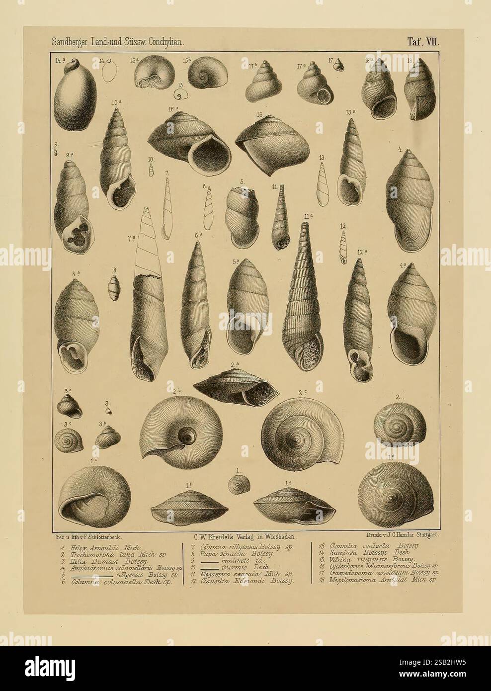 Die, land- und süsswasser, Conchylien, der, Vorwelt, Wiesbaden, C.W ...