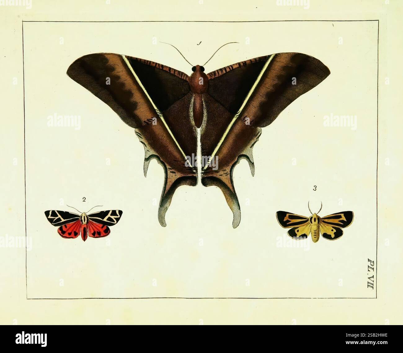 Classification of entomological subjects hi-res stock photography and ...