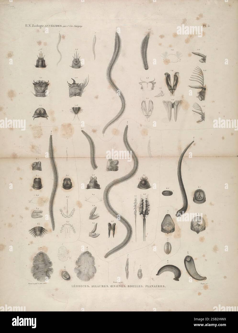 Animals distinguishing features hi-res stock photography and images - Alamy