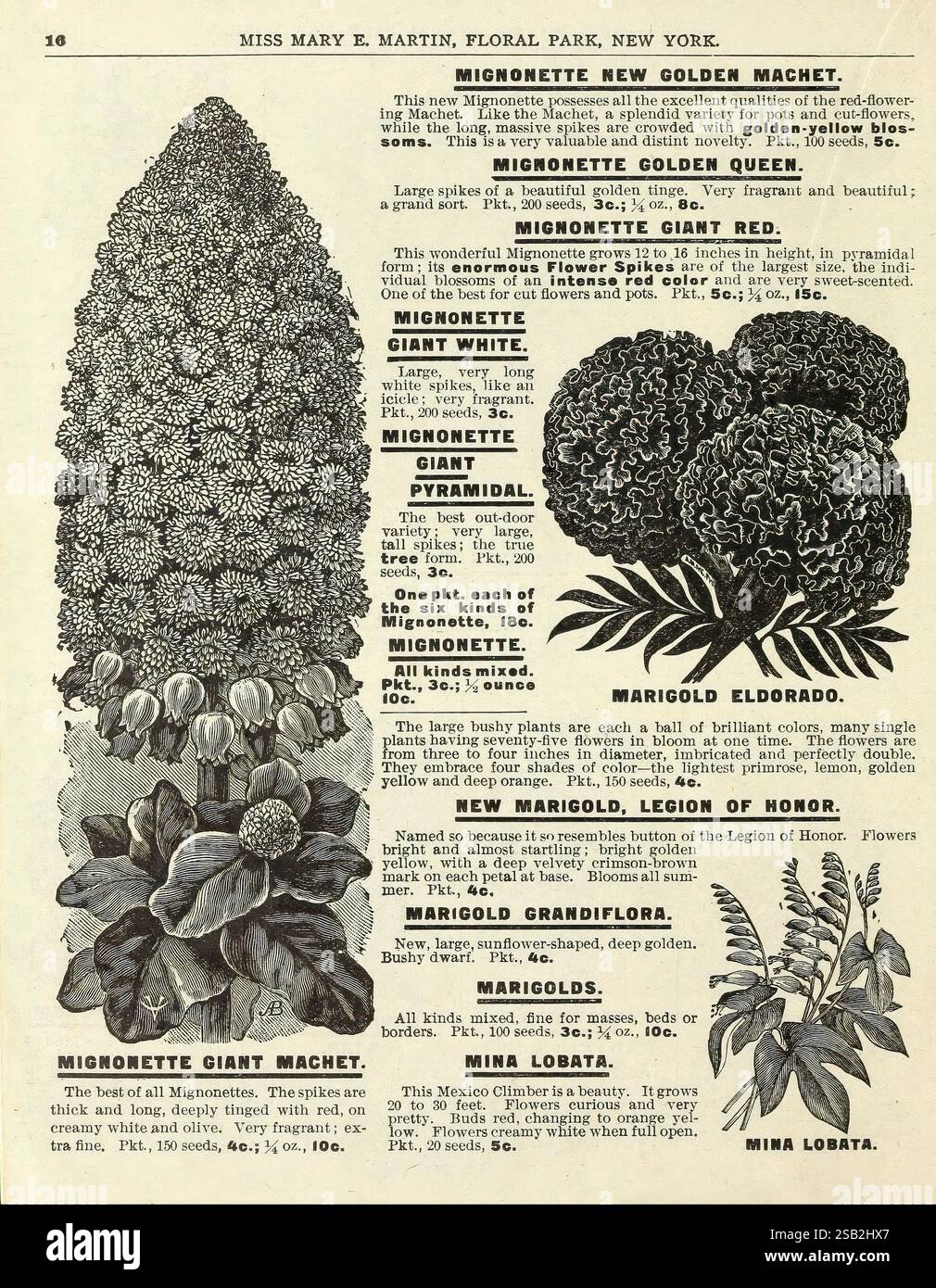 Mignonette giant pyramidal hi-res stock photography and images - Alamy