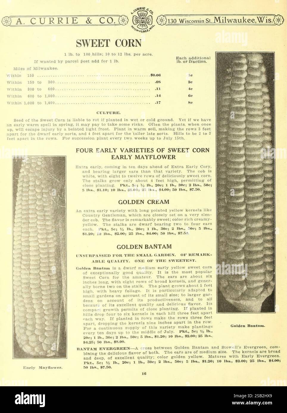 Golden bantam corn hi-res stock photography and images - Alamy