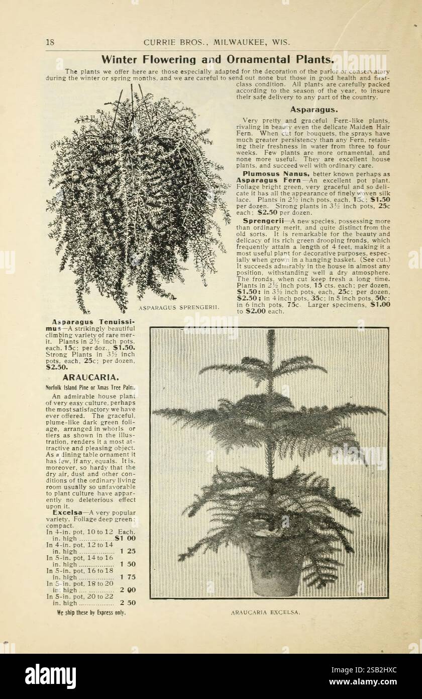 Ornamental fern labeled hi-res stock photography and images - Alamy