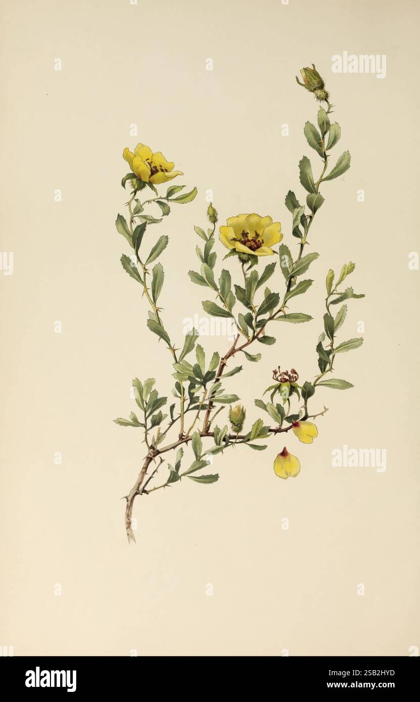 The genus Rosa London John Murray 1914 roses botany Rosa taxonomy ...