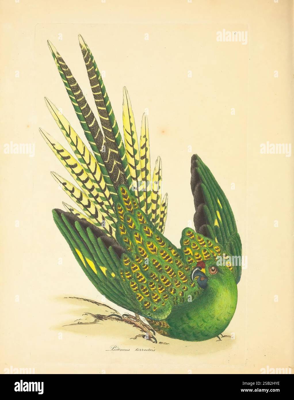 Parrots expressive eyes hi-res stock photography and images - Alamy