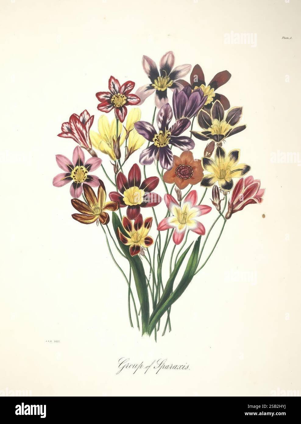 Featuring bold spots hi-res stock photography and images - Alamy