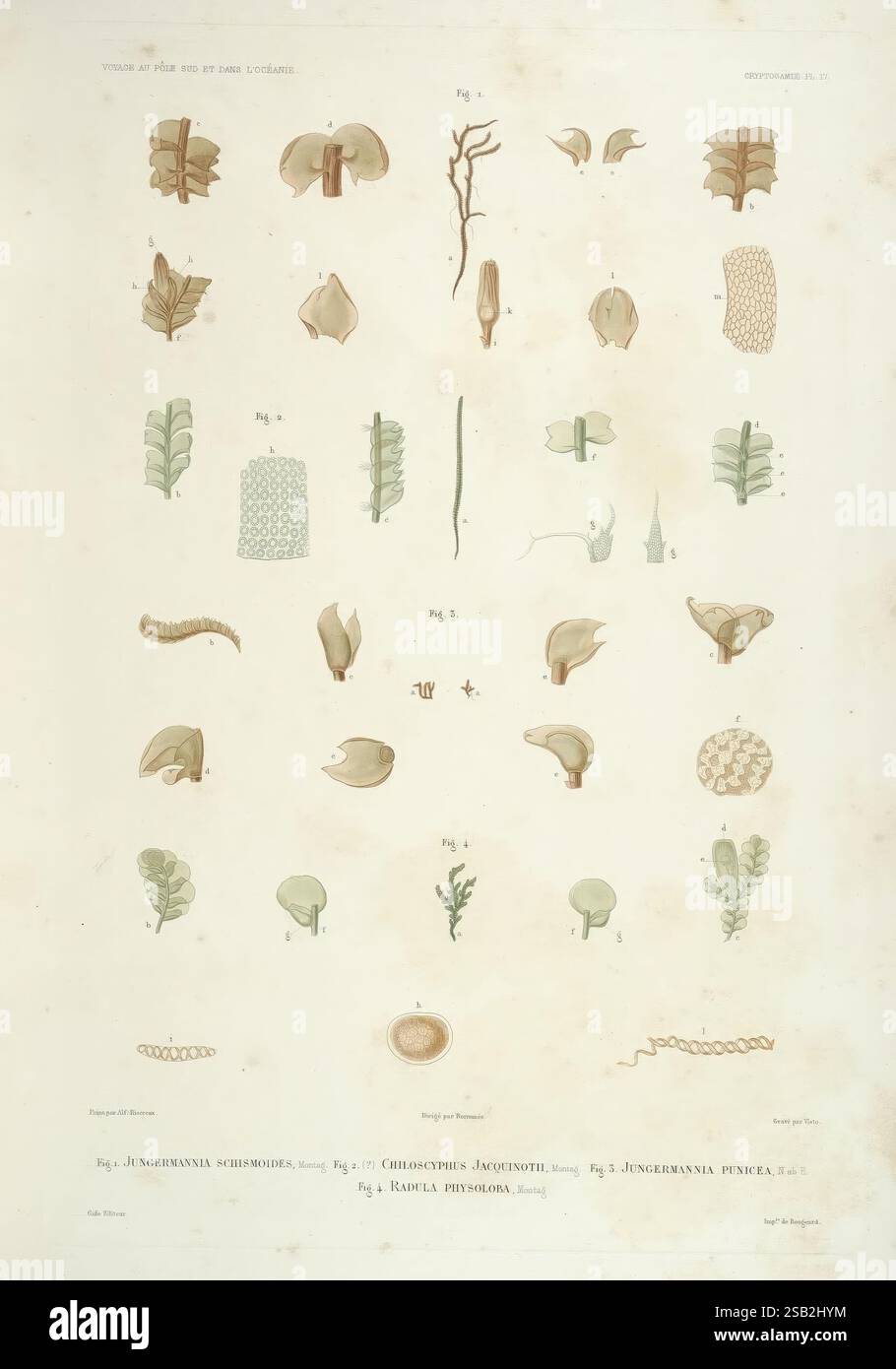 Identify different leaf shapes hi-res stock photography and images - Alamy