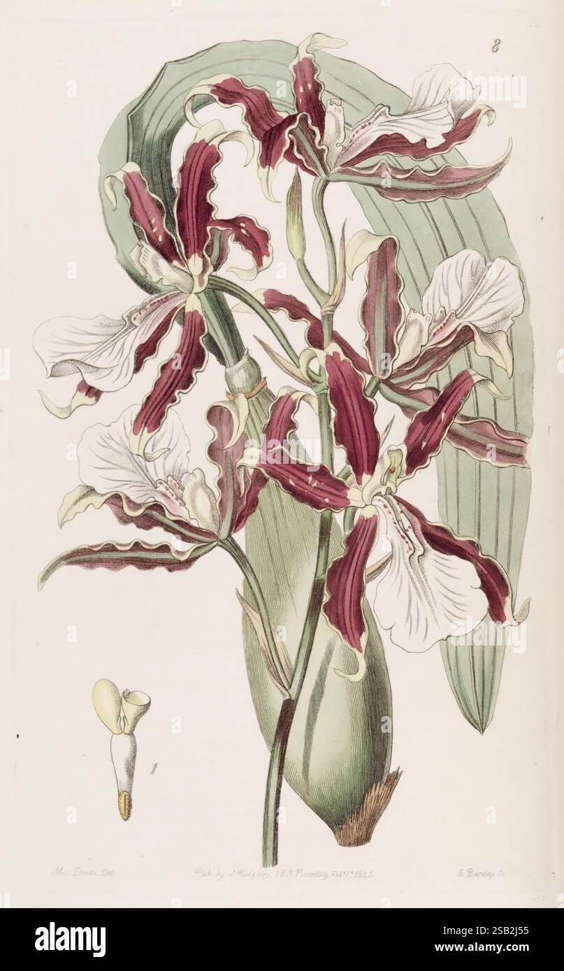 Plant introduction plants ornamental 21 sarah ann drake 2 women hi-res ...