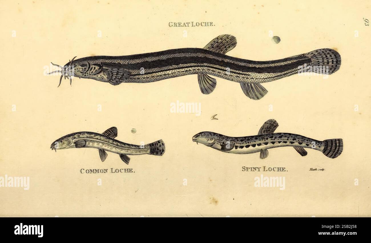 Spiny dorsal features hi-res stock photography and images - Alamy