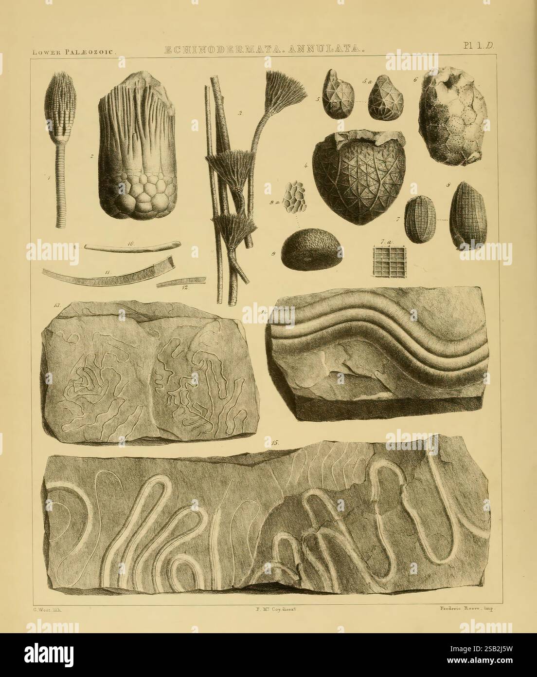 Various echinoids hi-res stock photography and images - Alamy