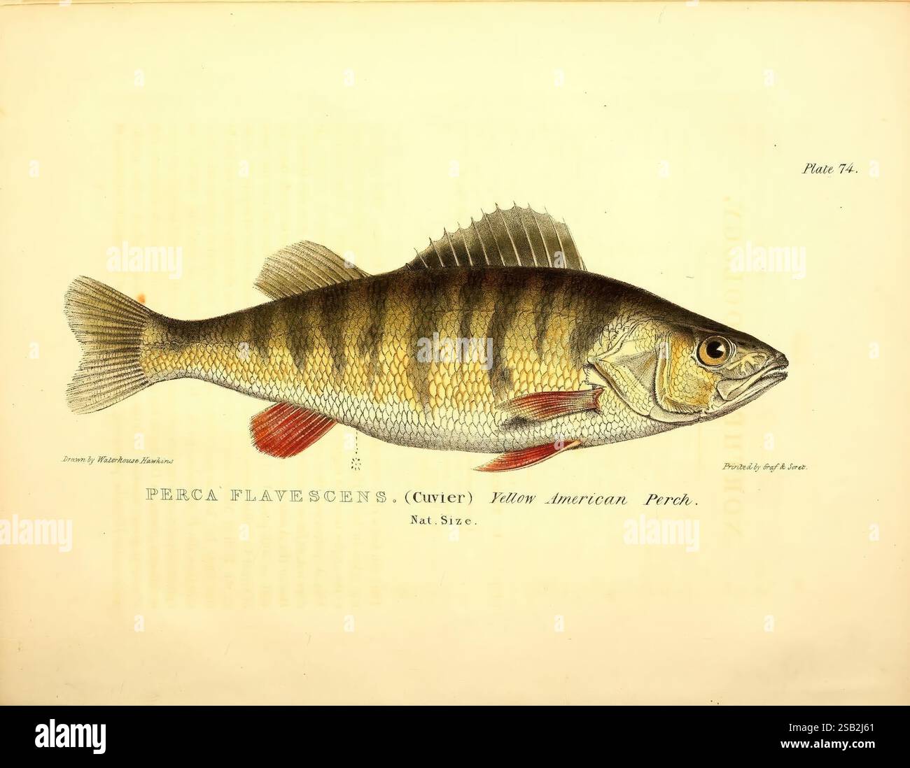 Fauna boreali-americana, or The zoology of the northern parts of ...