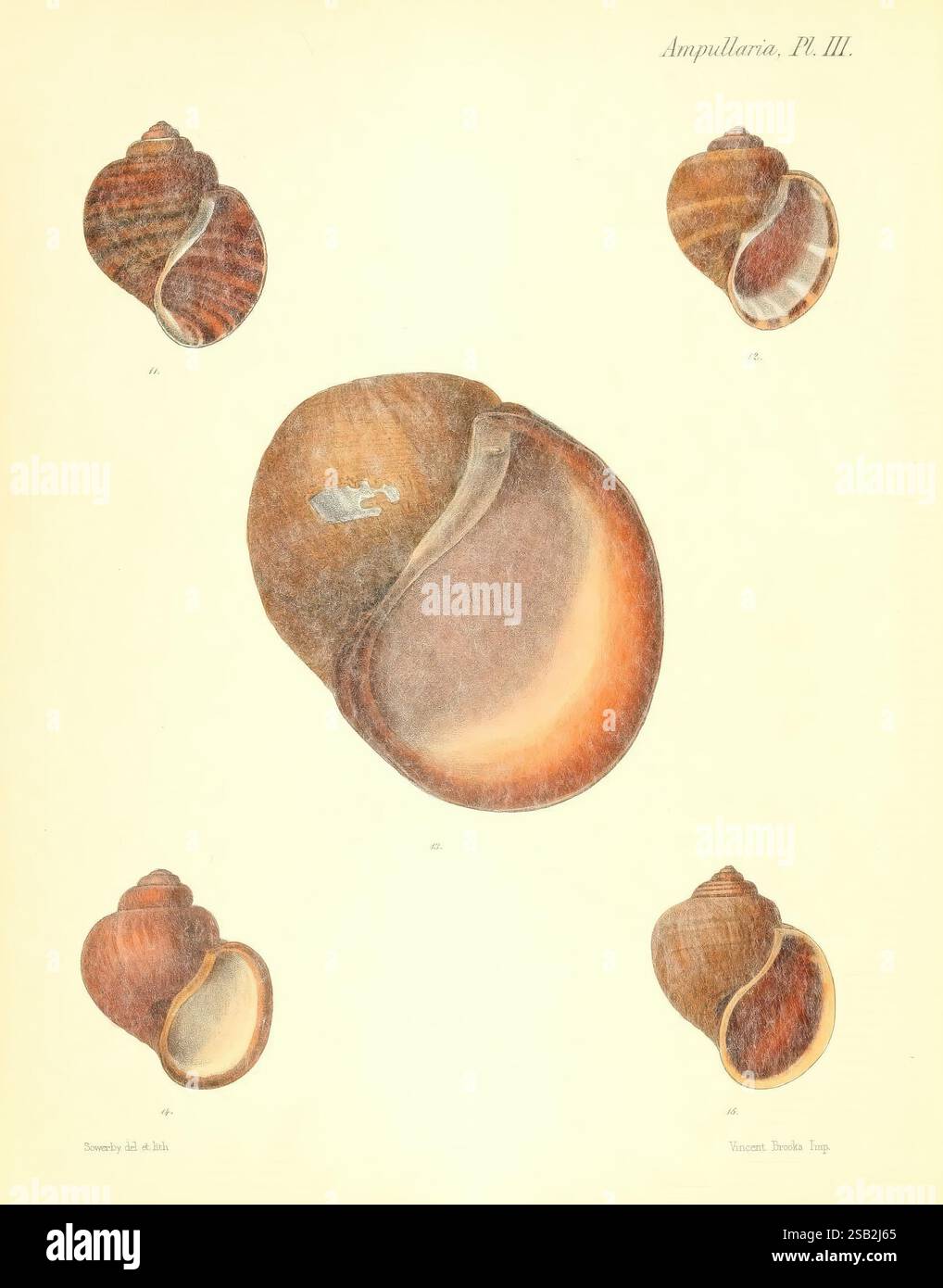 Conchologia Iconica, or Illustrations of the shells of molluscous ...
