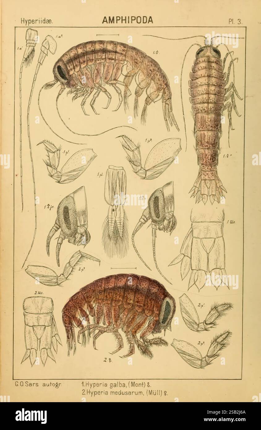 Family hyperiidae hi-res stock photography and images - Alamy