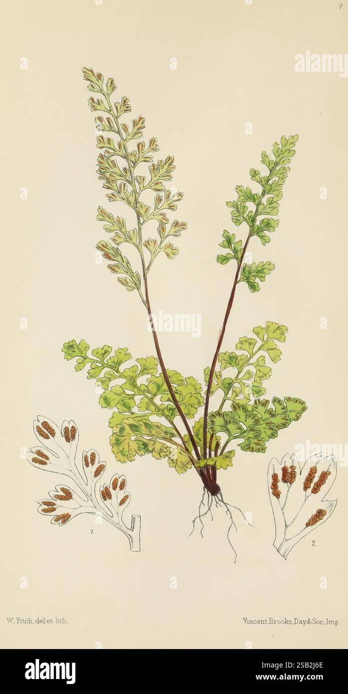 Anogramme hi-res stock photography and images - Alamy