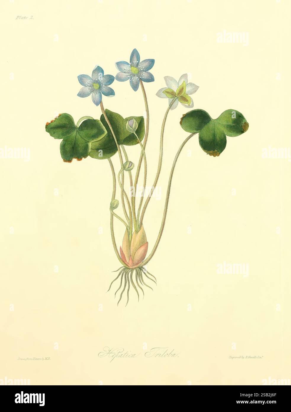 New york botanical garden hepatica hi-res stock photography and images ...