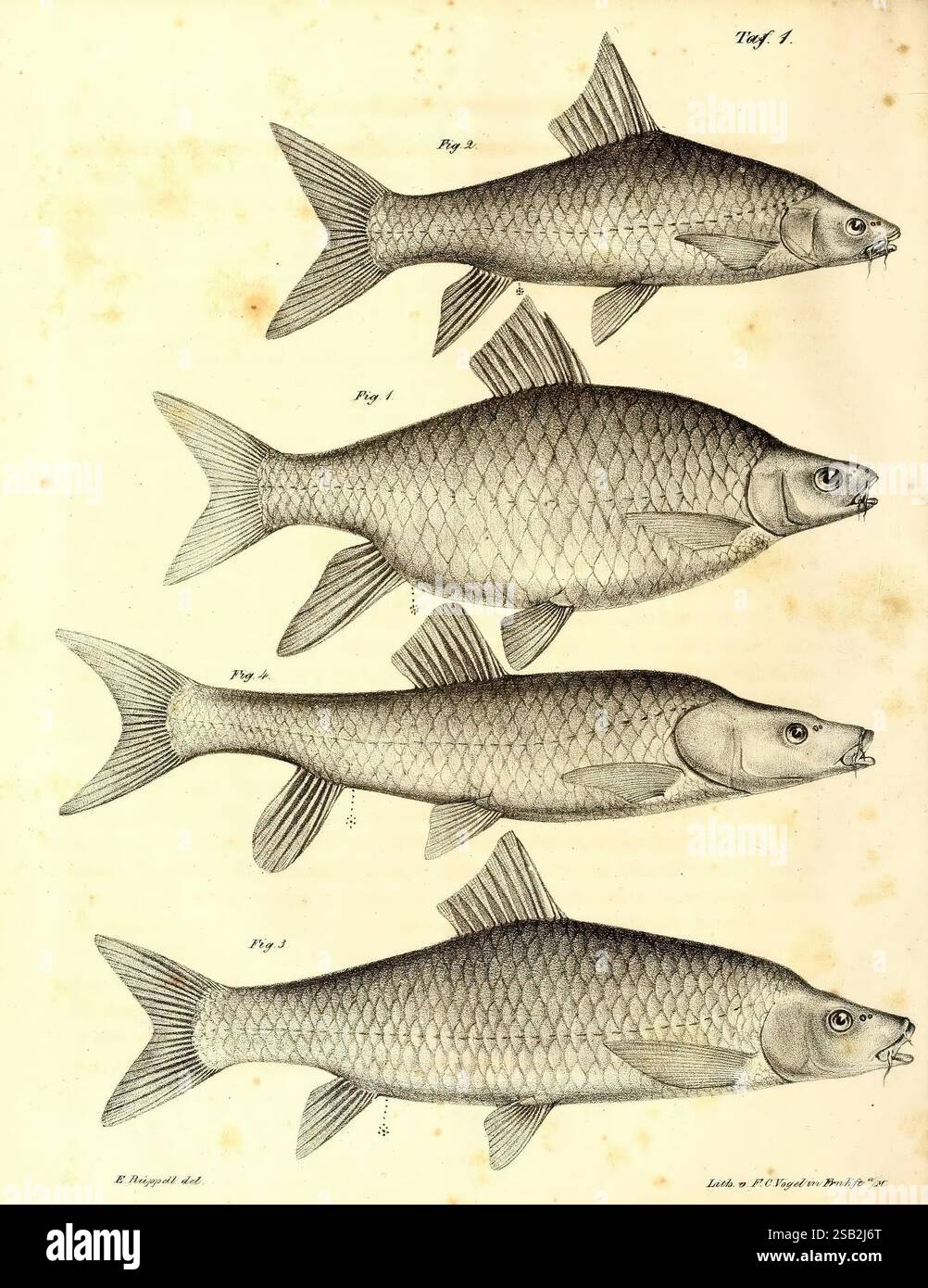 Fish display distinct characteristics hi-res stock photography and ...