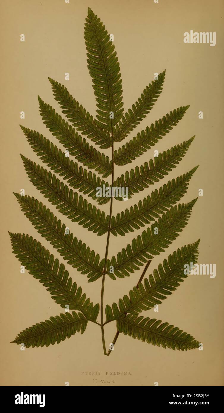 Pteris felosma hi-res stock photography and images - Alamy