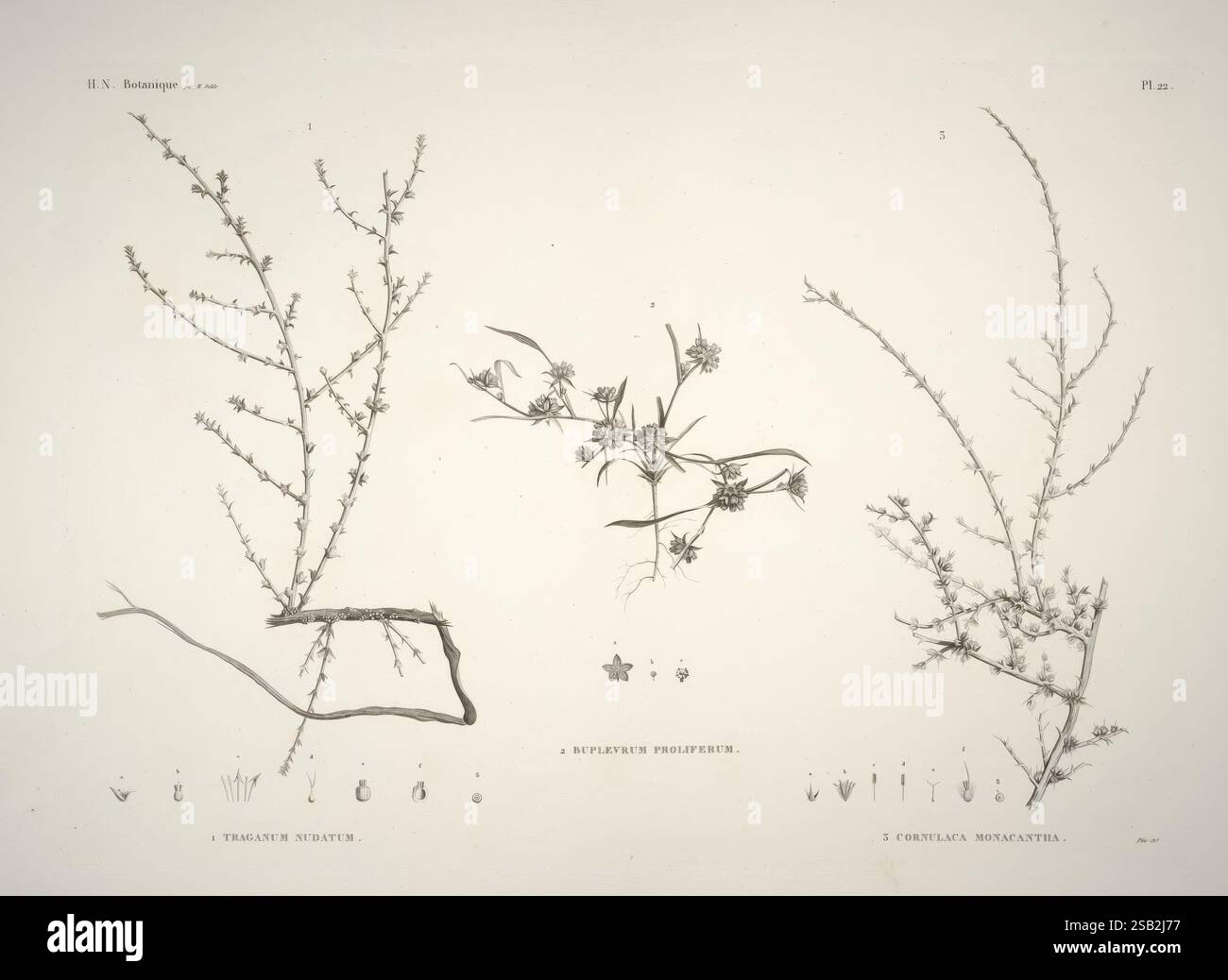 Another branching plant displays hi-res stock photography and images ...
