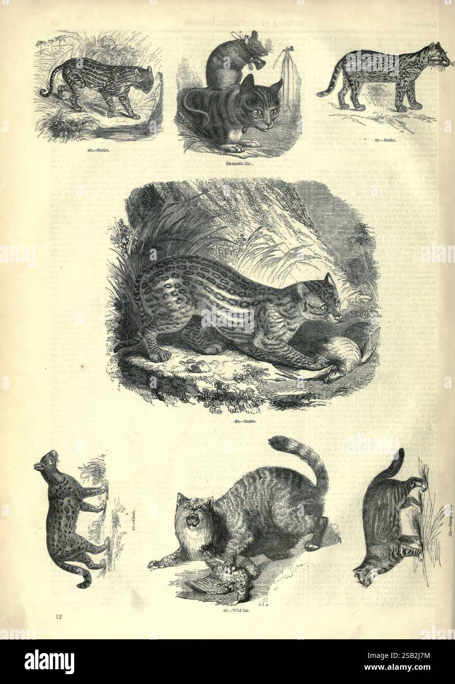 The, Pictorial, Museum, of, Animated, Nature London, C. Cox, [1844 ...