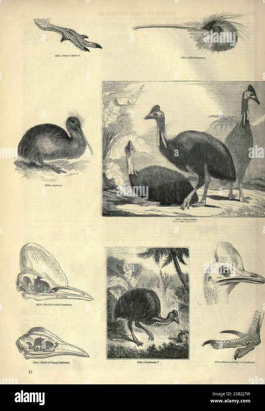 The, pictorial, museum, of, animated, nature, London, C. Cox, [1844 ...