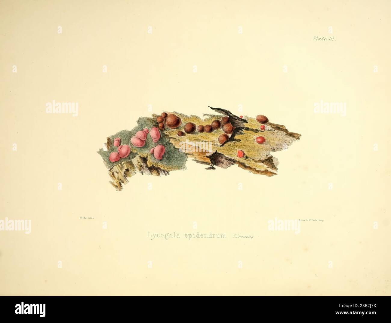 Ann maria hussey hi-res stock photography and images - Alamy