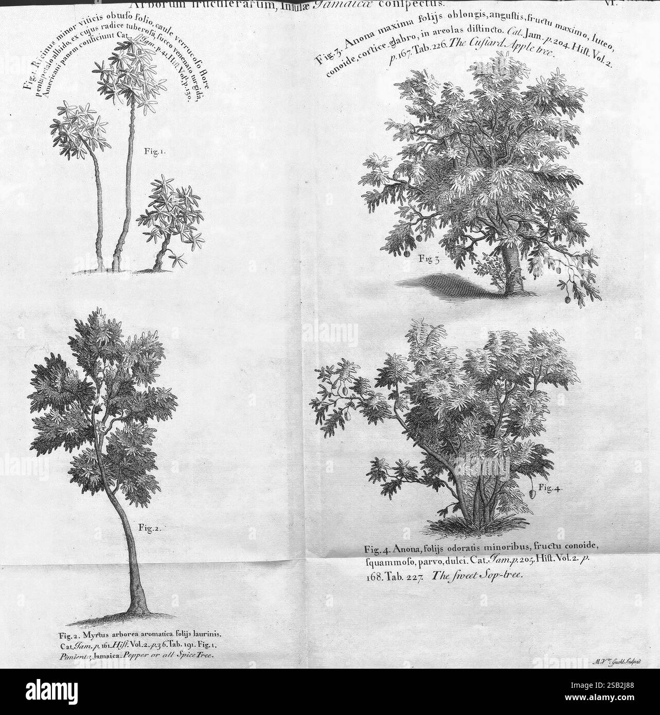 Branching habit Black and White Stock Photos & Images - Alamy