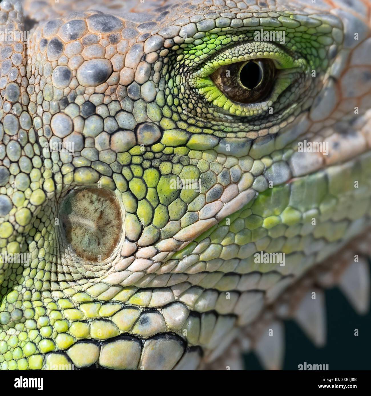 Closeup of the eye of a Green Iguana (Iguana iguana) also known as ...