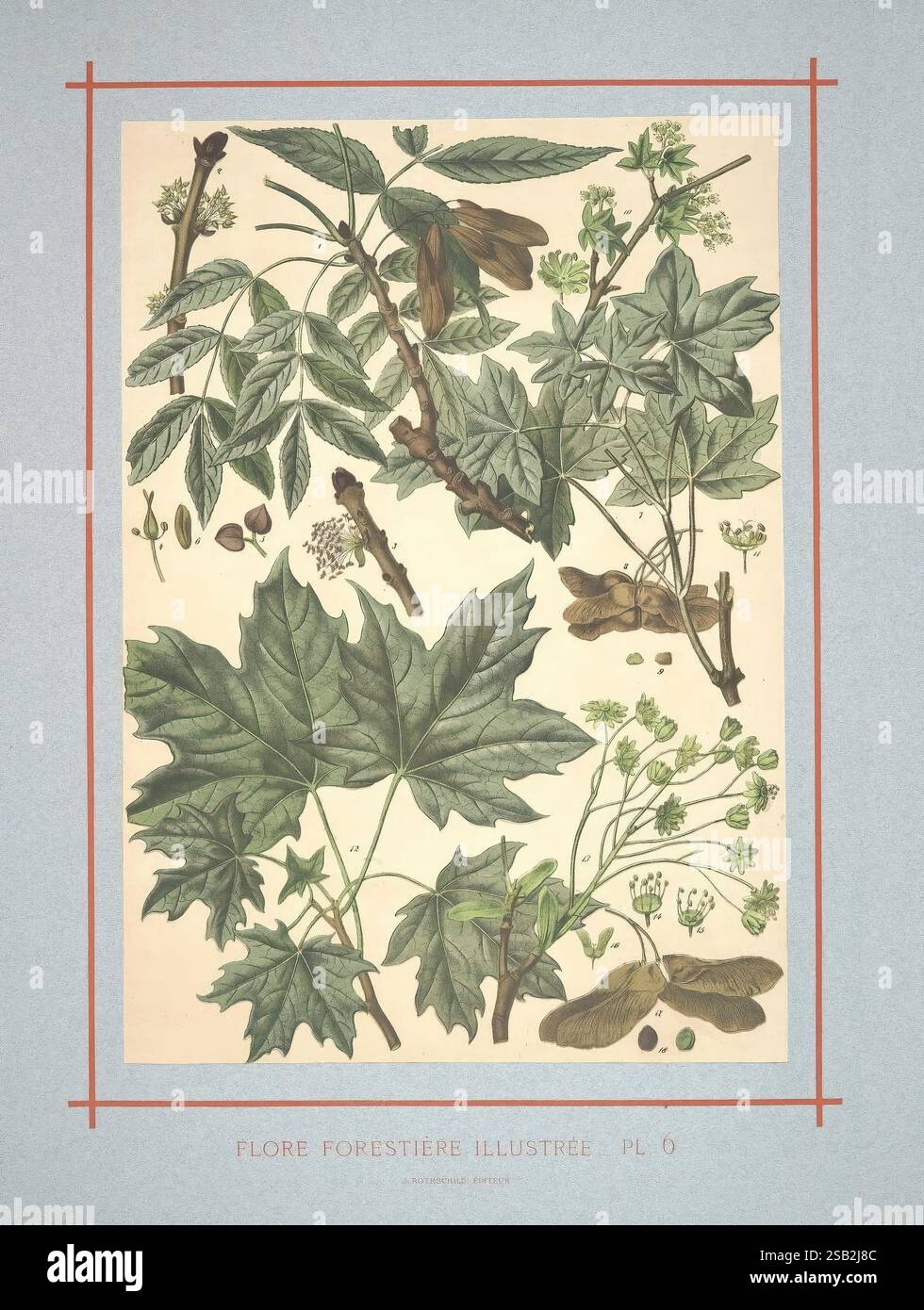 Classic representation of botanical studies hi-res stock photography ...