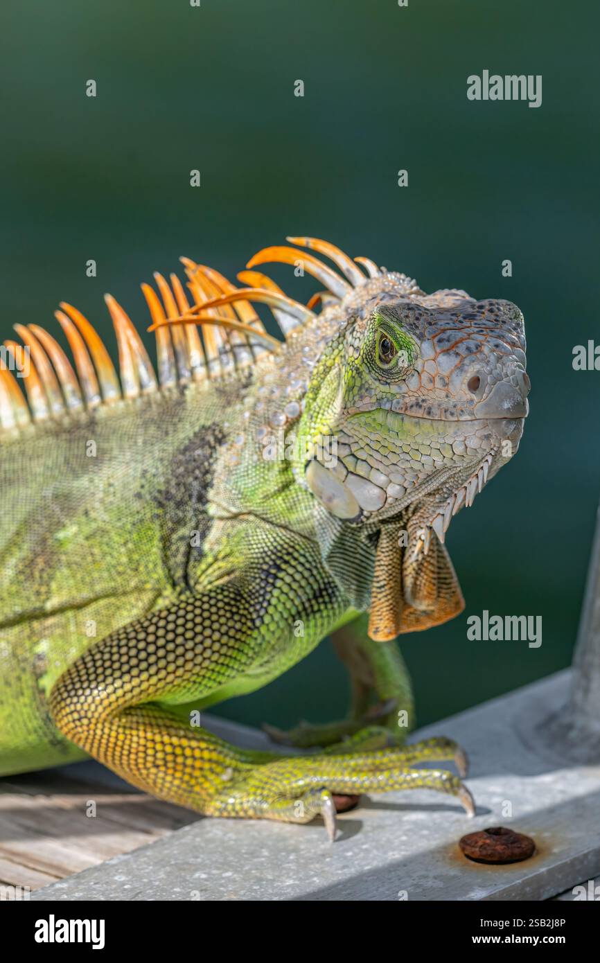 A Green Iguana (Iguana iguana) also known as American Iguana on a dock ...