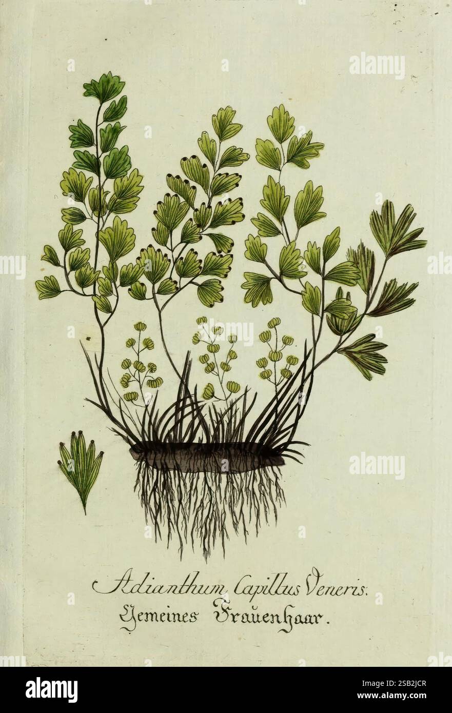 Plantarum indigenarum et exoticarum icones ad vivum coloratae, oder ...