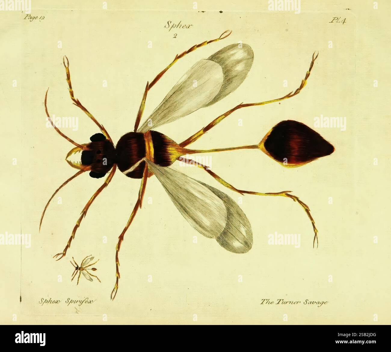 A decade of curious insects: some of them not describ'd before:. London ...
