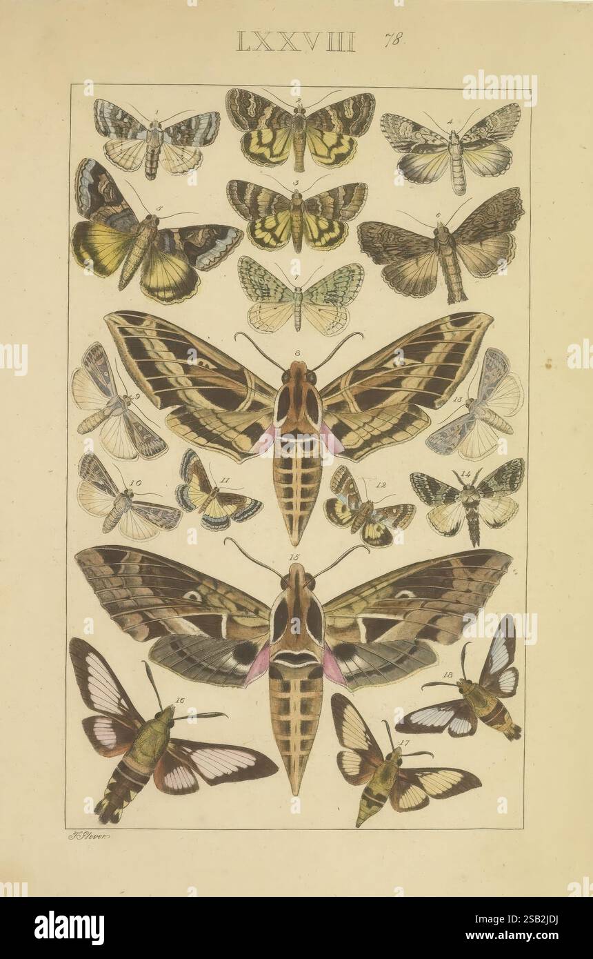 Upper section displays smaller hi-res stock photography and images - Alamy