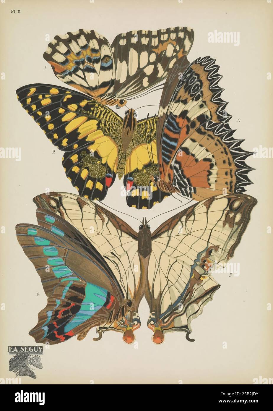 Papillons, Paris, Tolmer [ca. 1925], butterflies, insects, arthropods ...