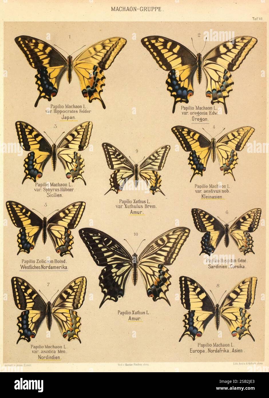Die Artbildung und Verwandtschaft bei den Schmetterlingen, Jena, G ...