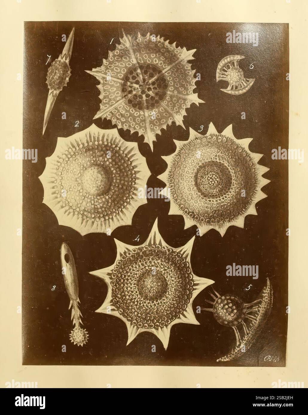 Organisms exhibit complex patterns hi-res stock photography and images ...